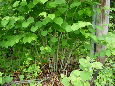 Invasive Japanese Knotweed | Millers River Watershed Council